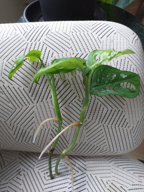 Monstera Adansonii - stek.app - Makkelijk en compleet ruilplatform voor ...