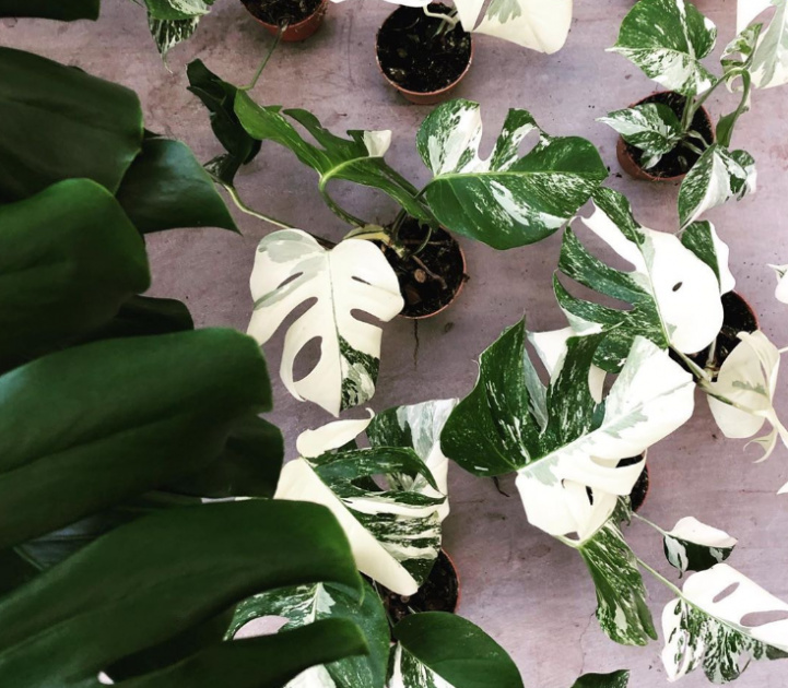 Gezocht Monstera variegata stekken - stek.app - Makkelijk en compleet ...