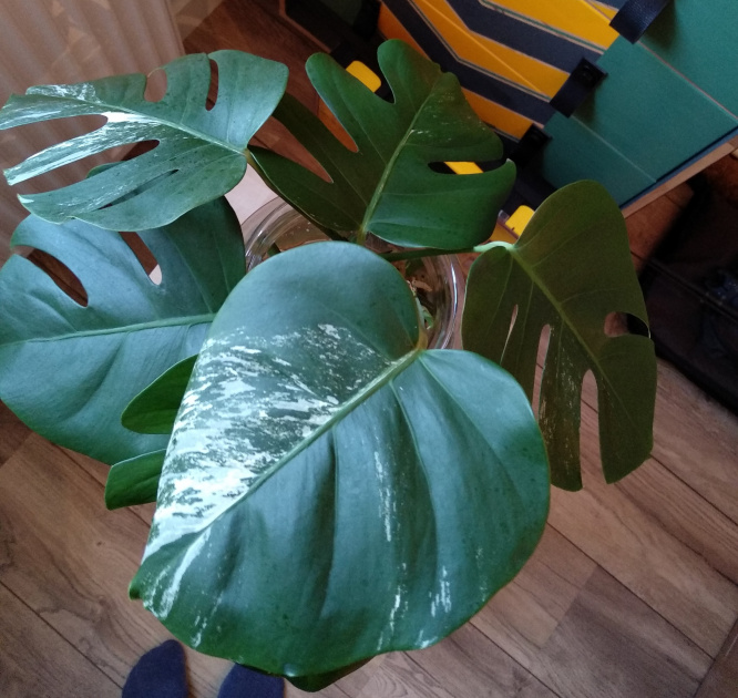 Monstera Variegata - stek.app - Makkelijk en compleet ruilplatform voor ...