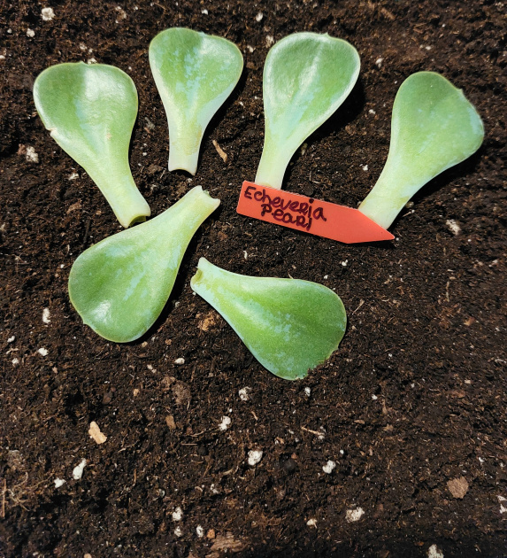 Echeveria Pearl * Blad stek - stek.app - Makkelijk en compleet ...