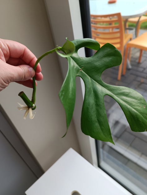 Monstera minima stek - stek.app - Makkelijk en compleet ruilplatform ... Monstera minima stek - stek.app - Makkelijk en compleet ruilplatform ...