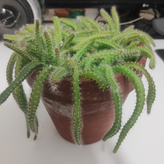 Selenicereus Validus cactus - stek.app - Makkelijk en compleet ...