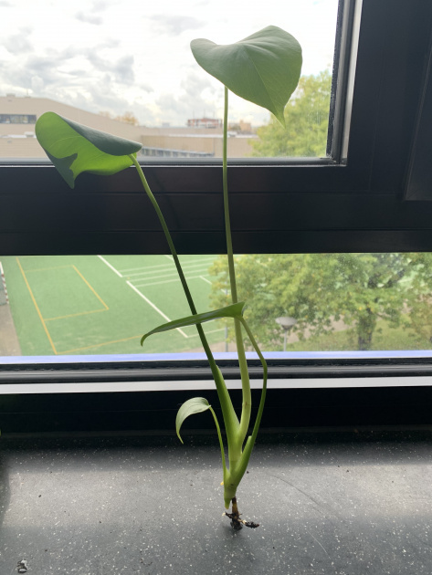 Monstera stekje - stek.app - Makkelijk en compleet ruilplatform voor ...